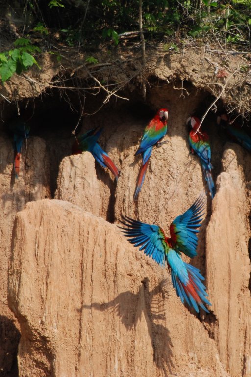 22689 Red and green macaw Rio Heath Amazone, Peru